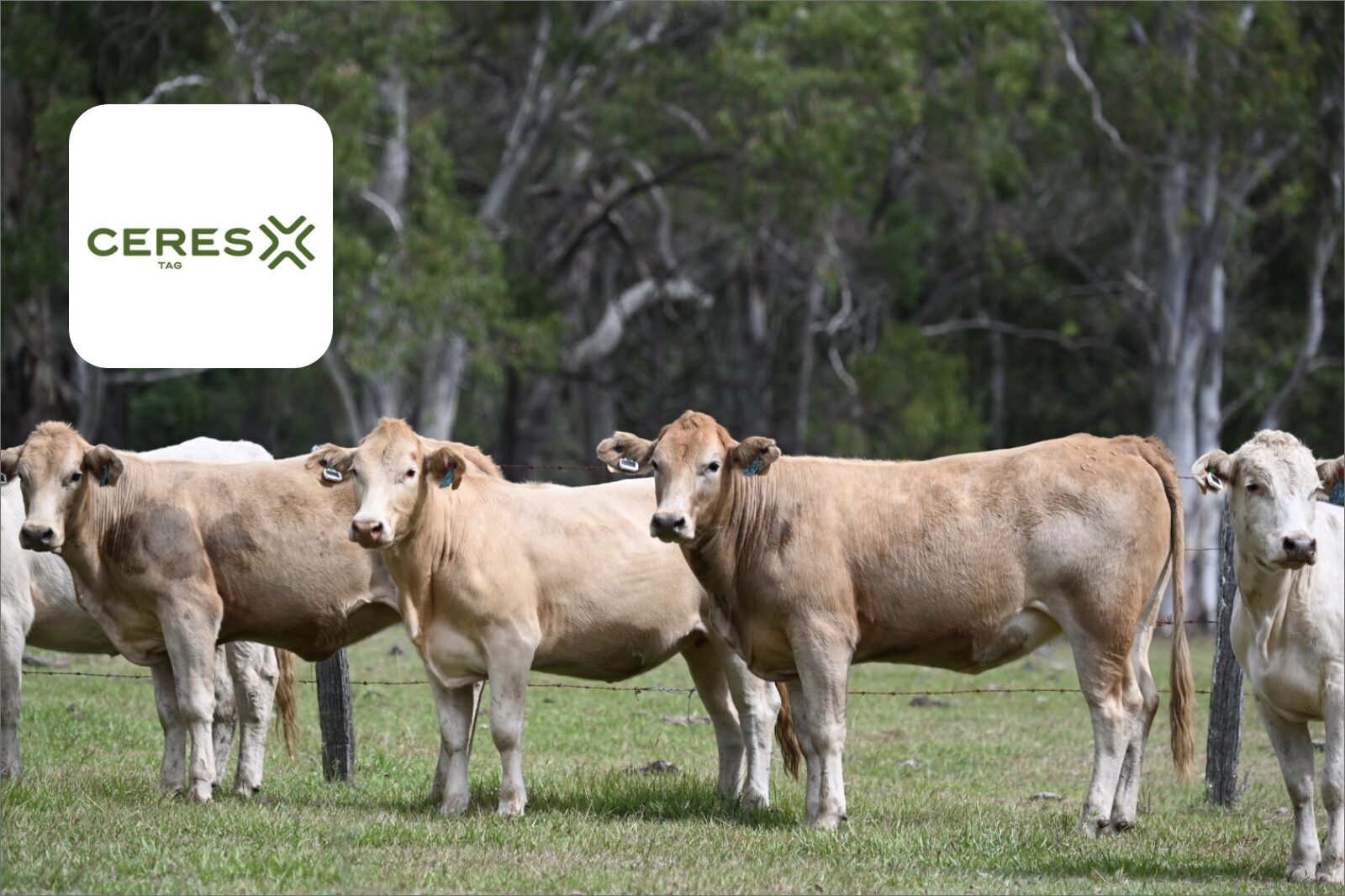 Ceres Tag sees 6x ROI from Dotdigital Implementation